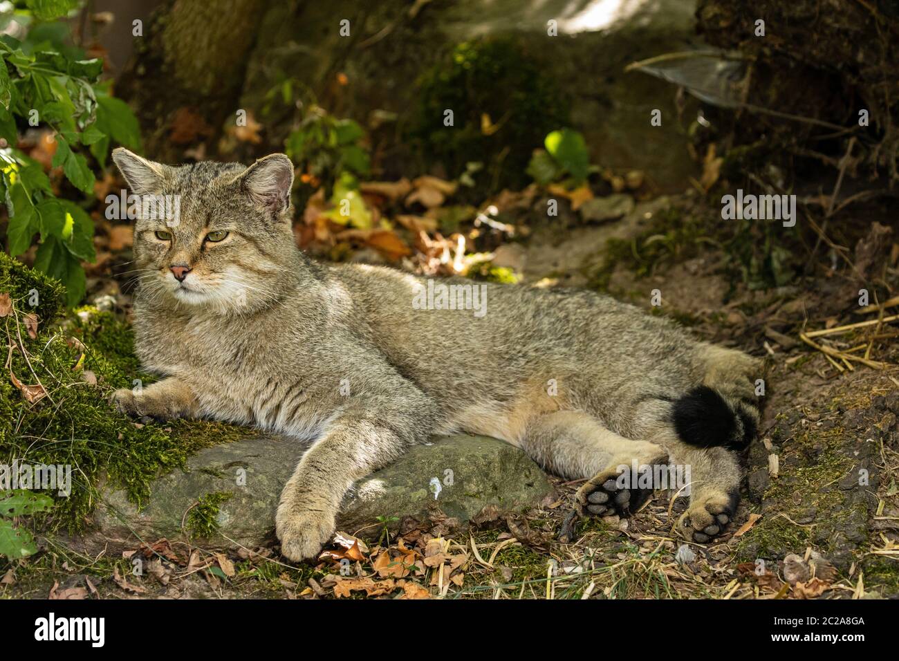 Eurasian wildcat hi-res stock photography and images - Alamy