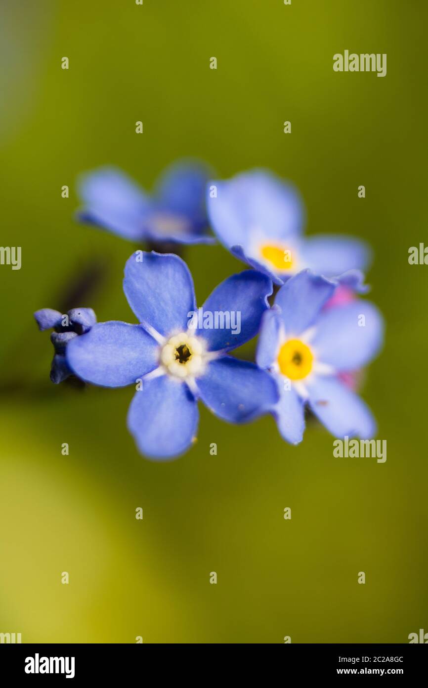 Scorpion grasses flower hi-res stock photography and images - Alamy