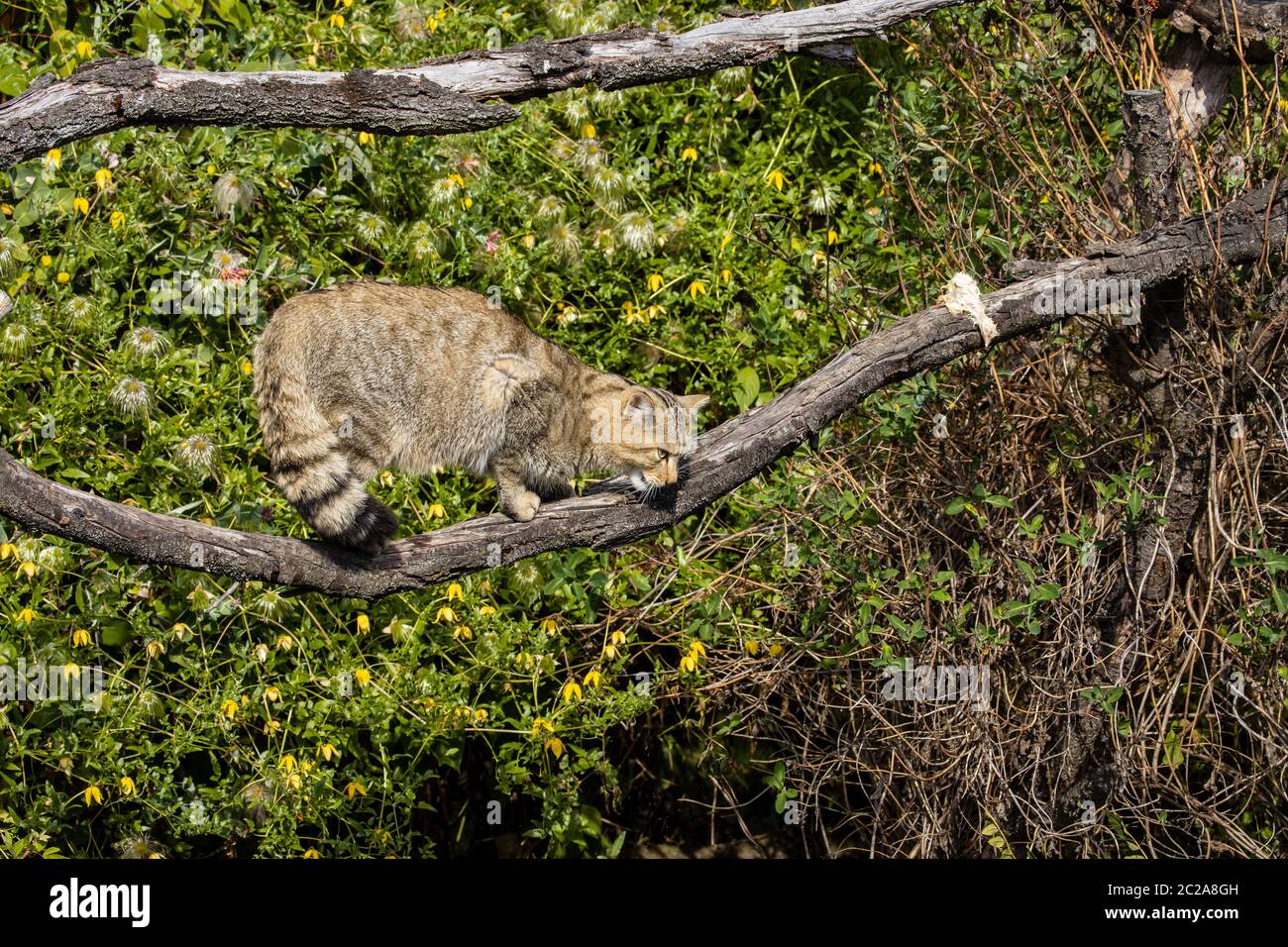 Eurasian wildcat hi-res stock photography and images - Alamy
