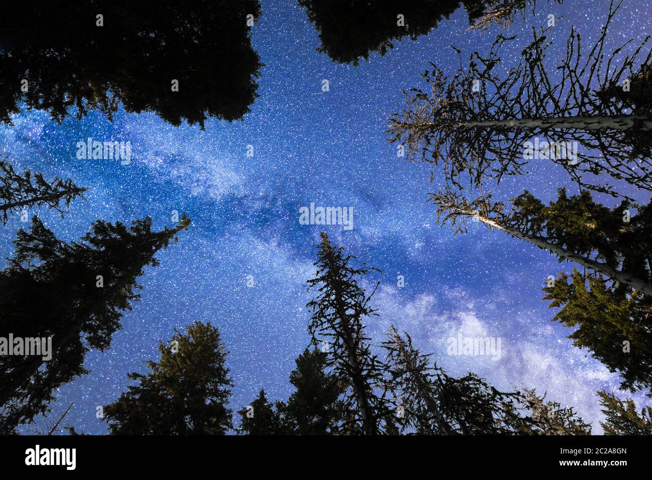 Blue Milky way falling stars pine trees silhouette Stock Photo - Alamy