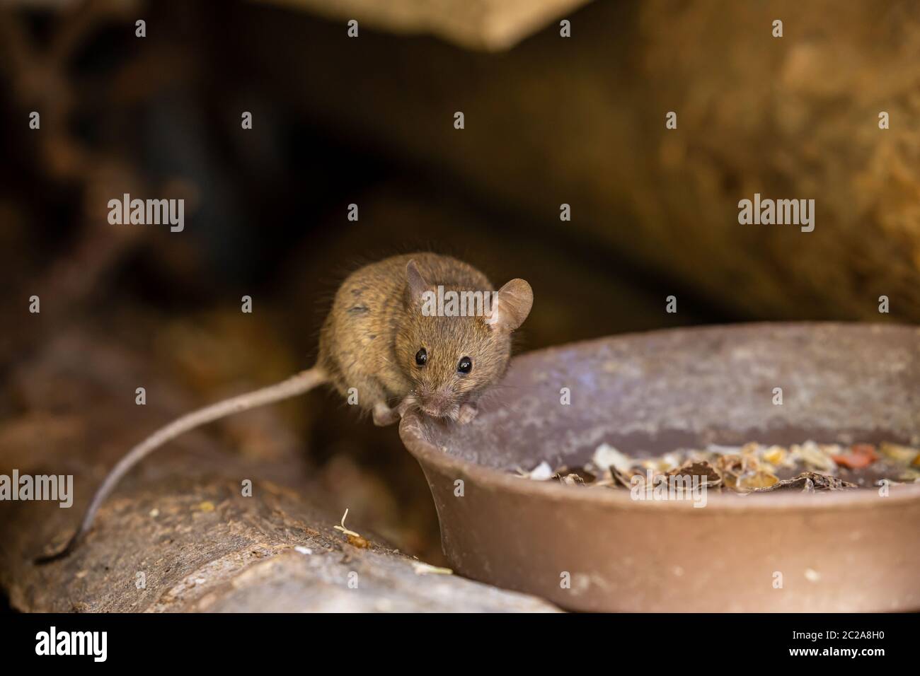 A adorable and cute little Mouse Stock Photo - Alamy