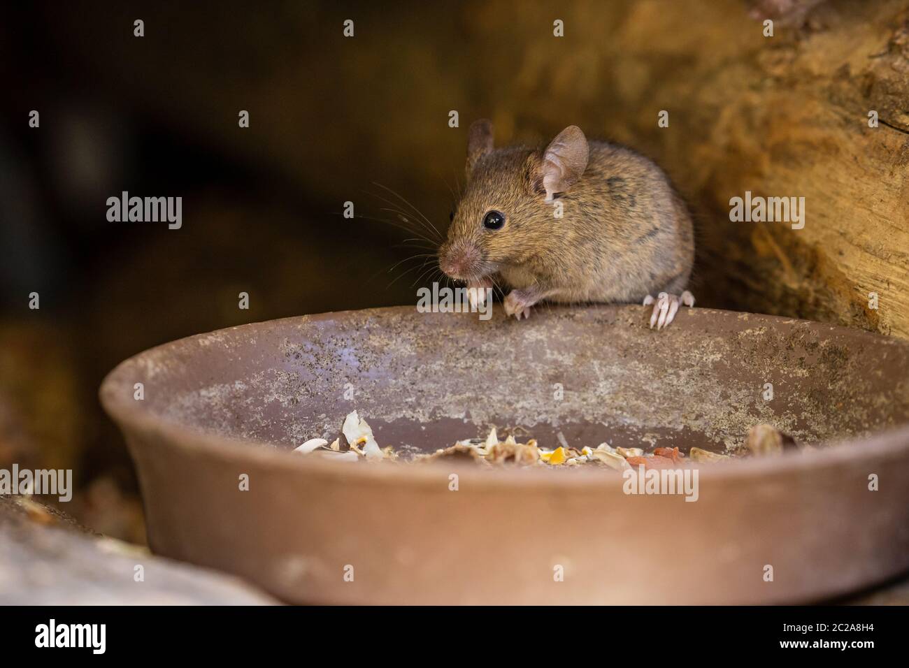A adorable and cute little Mouse Stock Photo - Alamy