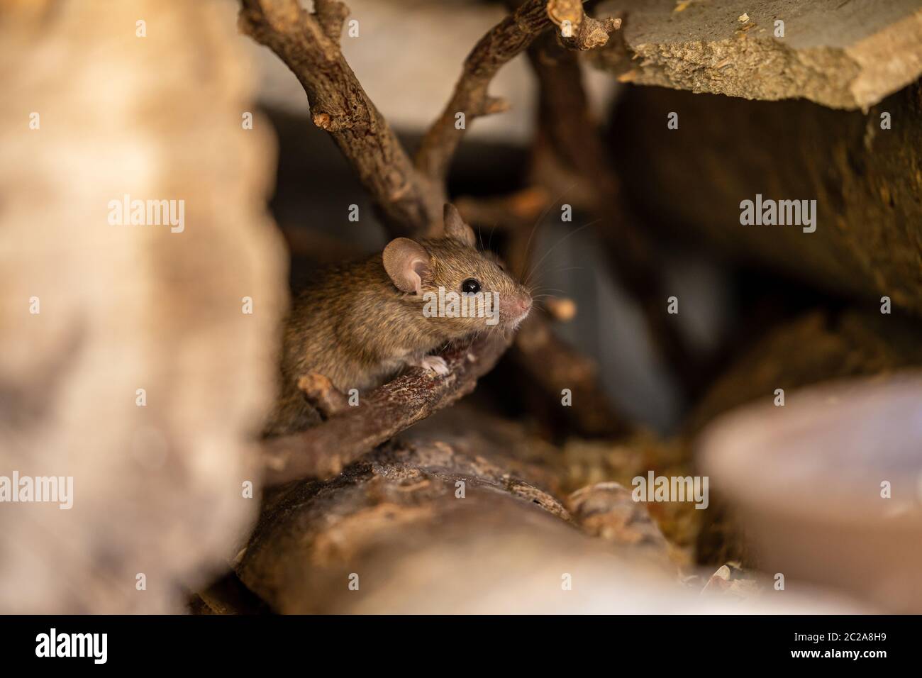A adorable and cute little Mouse Stock Photo - Alamy