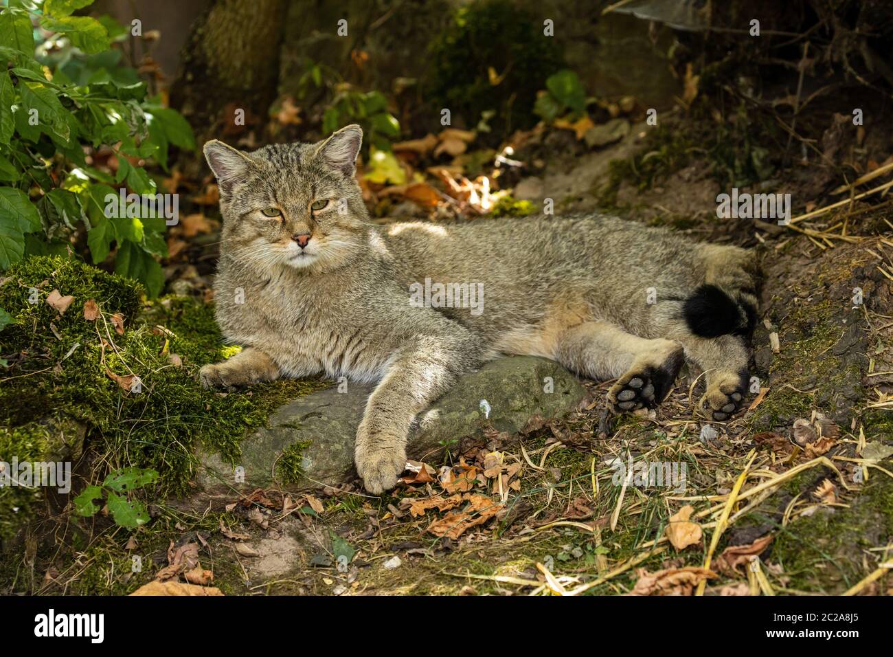 Eurasian wildcat hi-res stock photography and images - Alamy