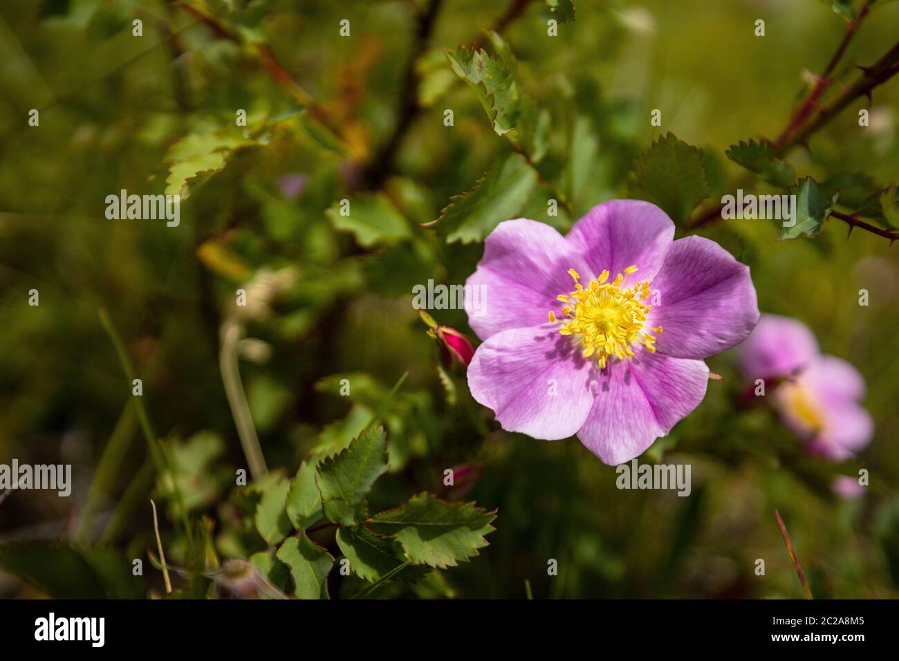Alberta wild rose hi-res stock photography and images - Alamy