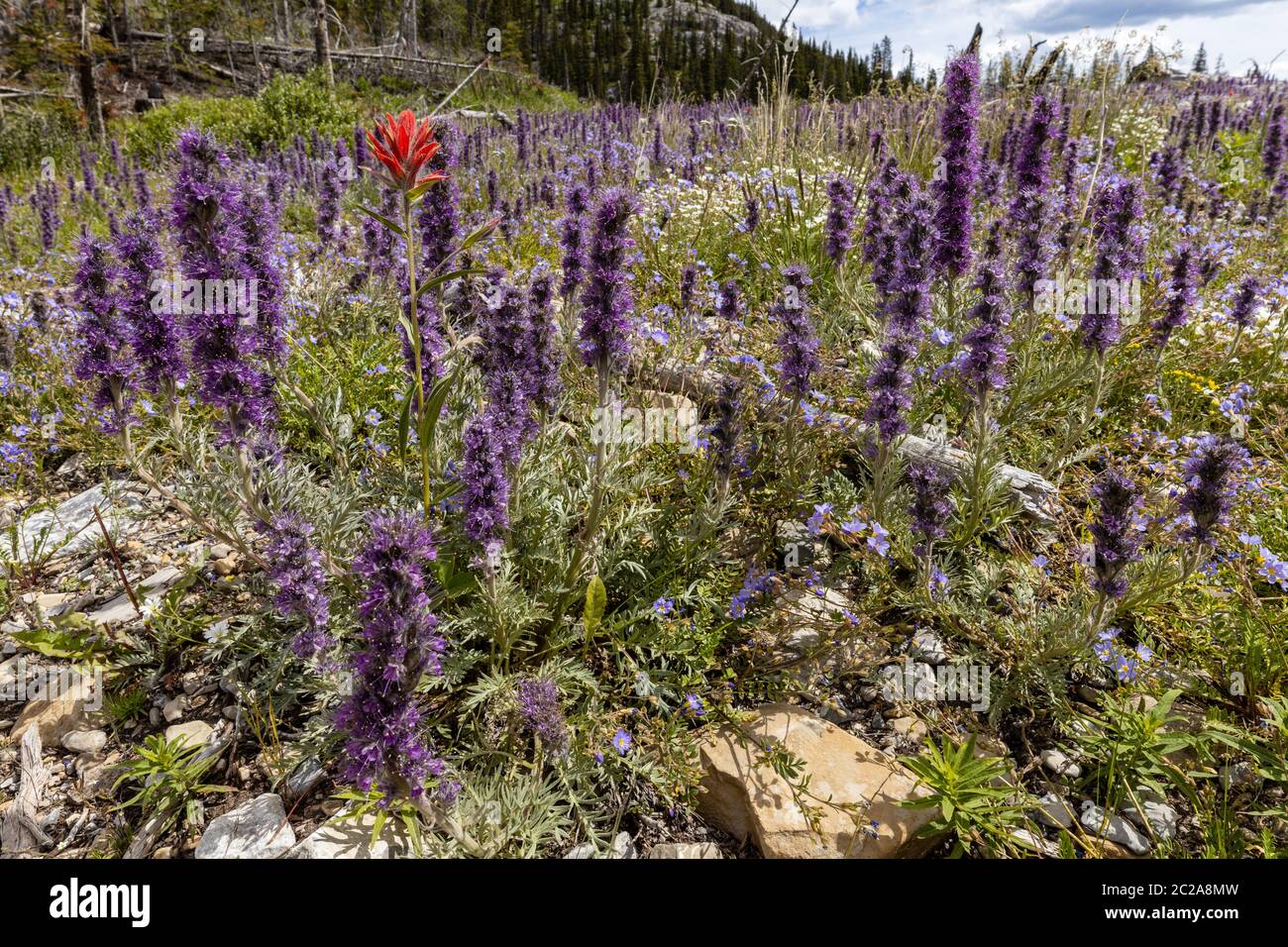 Purple Sagebrush