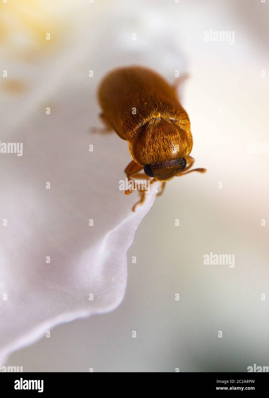 Little Beetle High Resolution Stock Photography and Images - Alamy