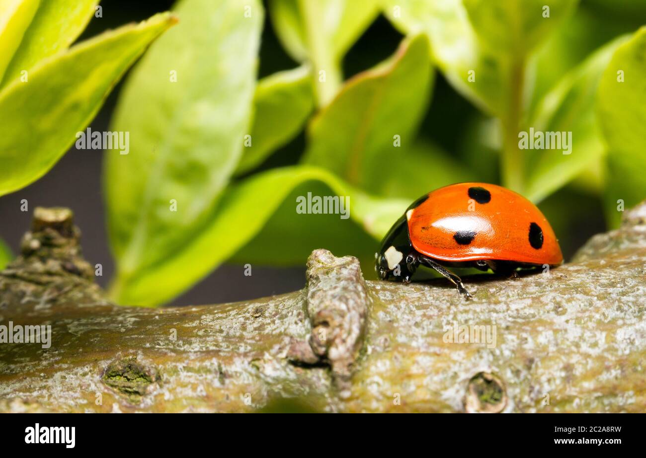lady bug macro view Stock Photo - Alamy