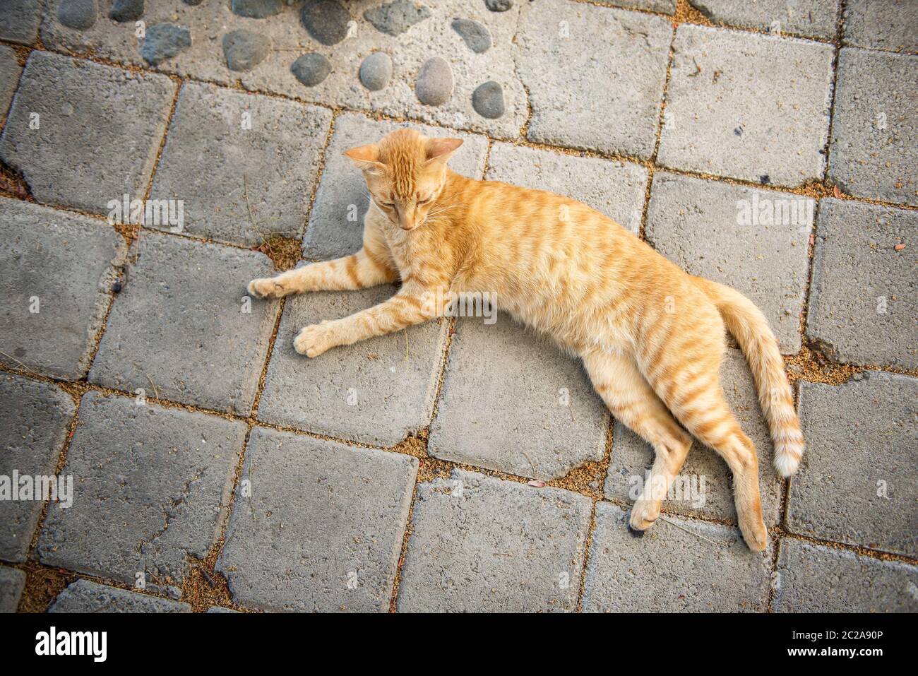 Stray red cat. Cat on the street in Bali, Indonesia Stock Photo - Alamy
