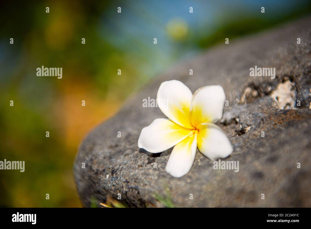 close up photo of beautiful white frangipani spa flower Stock Photo - Alamy