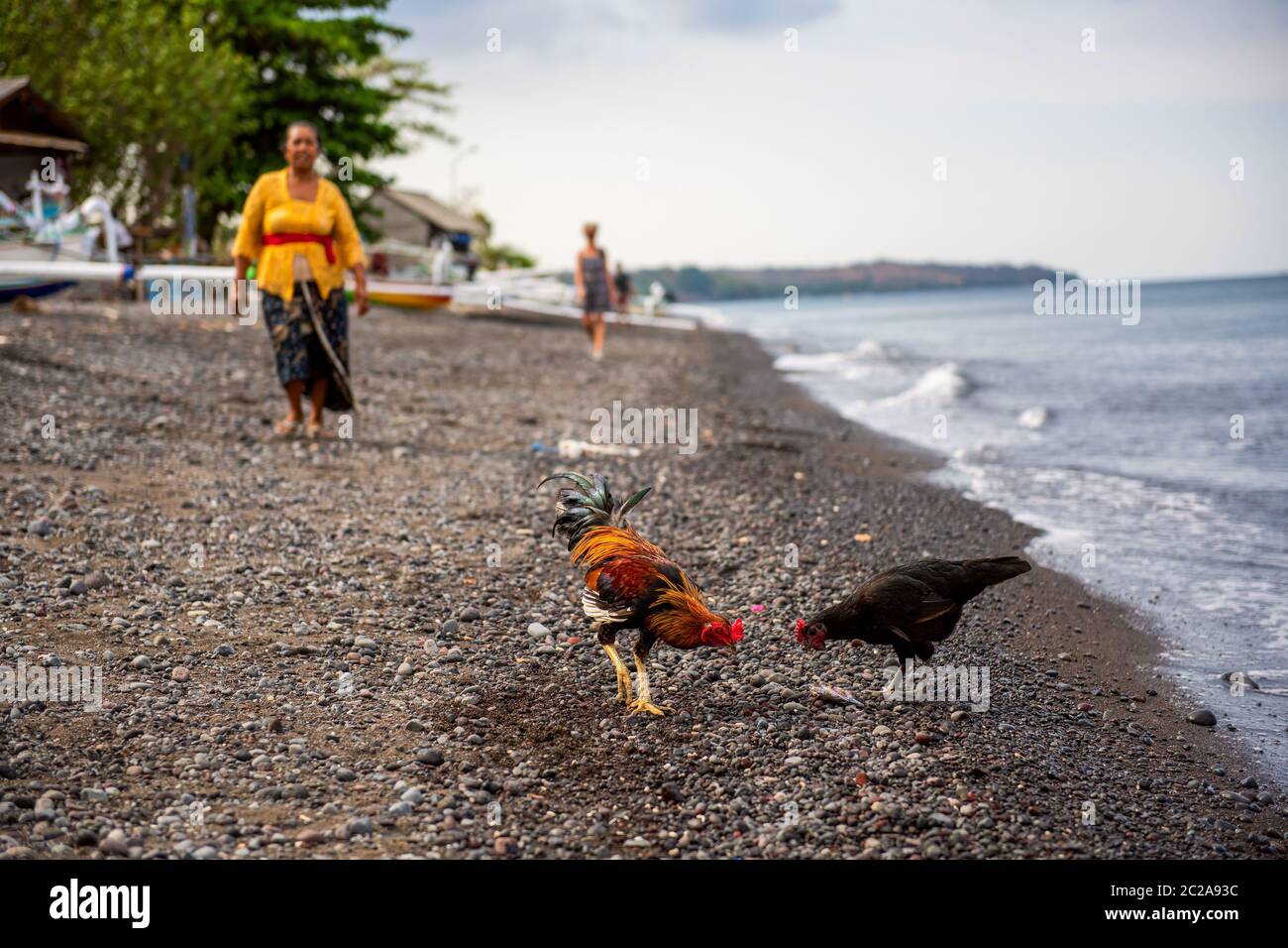 A rooster and chicken in Amed beach. Bali, Indonesia Stock Photo - Alamy