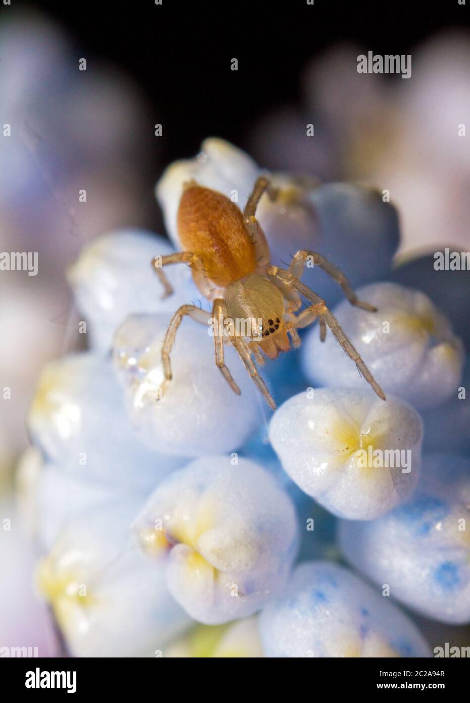 Tiny blue color spider hi-res stock photography and images - Alamy