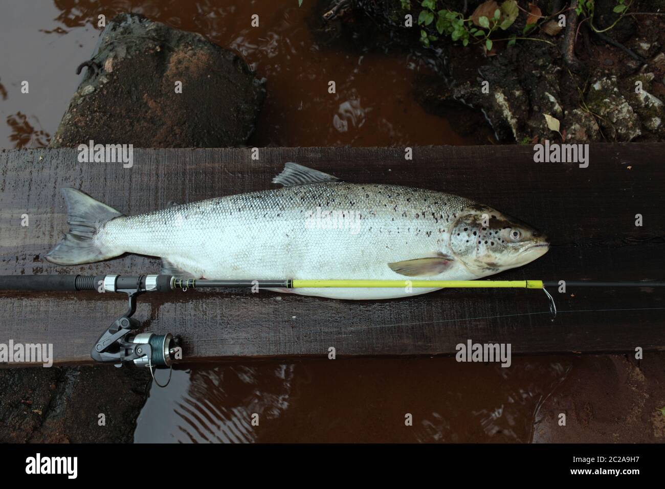 trophy catch big salmon fish with fishing rod close to Stock Photo - Alamy