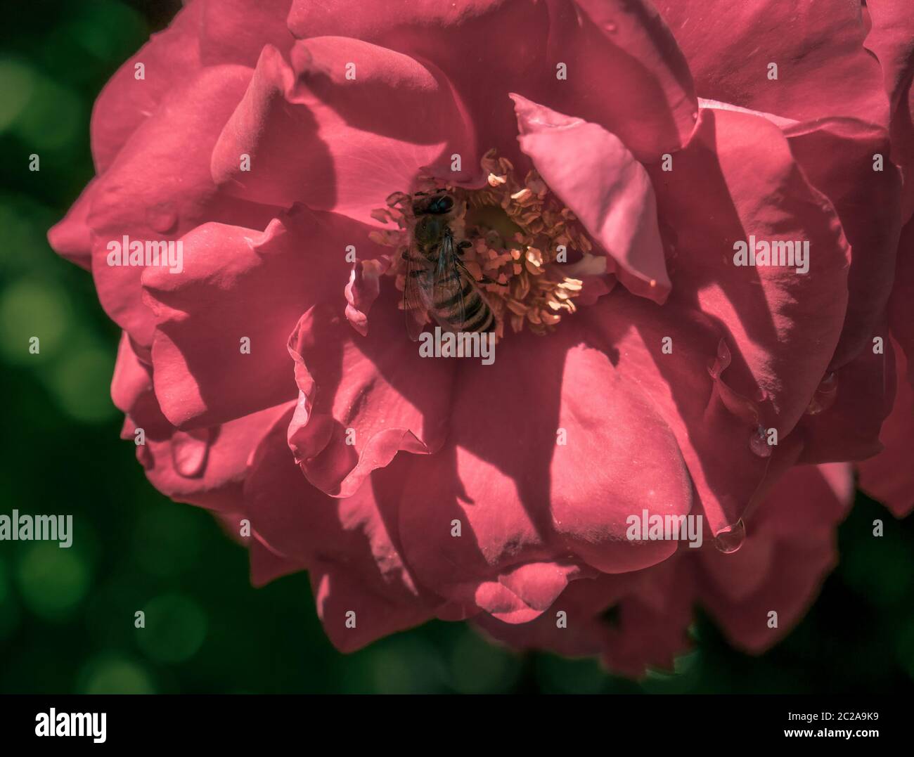 Honey bee collecting pollen from a pink red rose . Bee pollinating a ...
