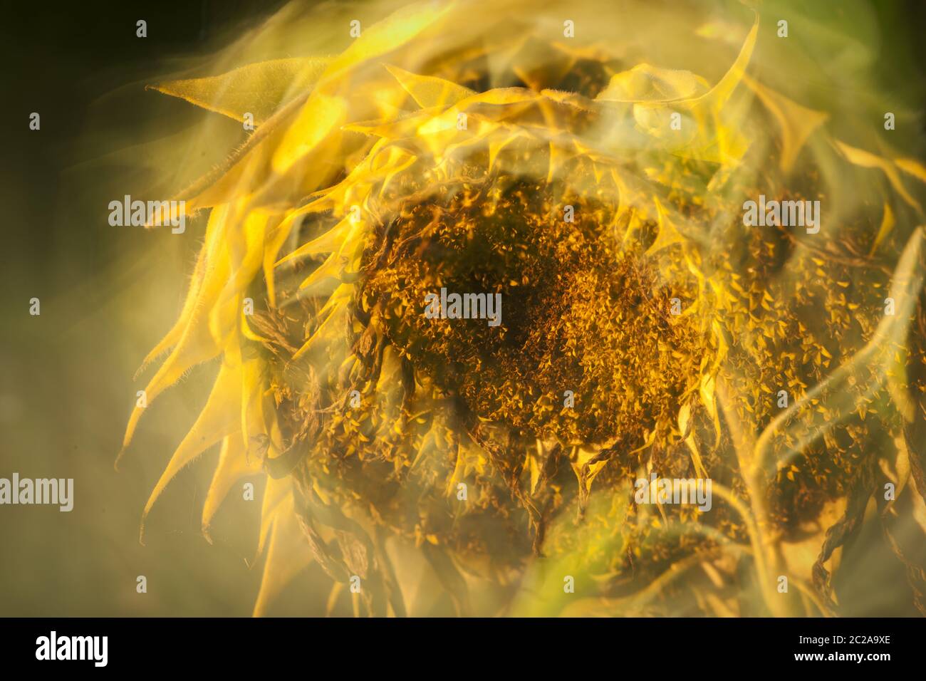 Faded sunflower hi-res stock photography and images - Alamy