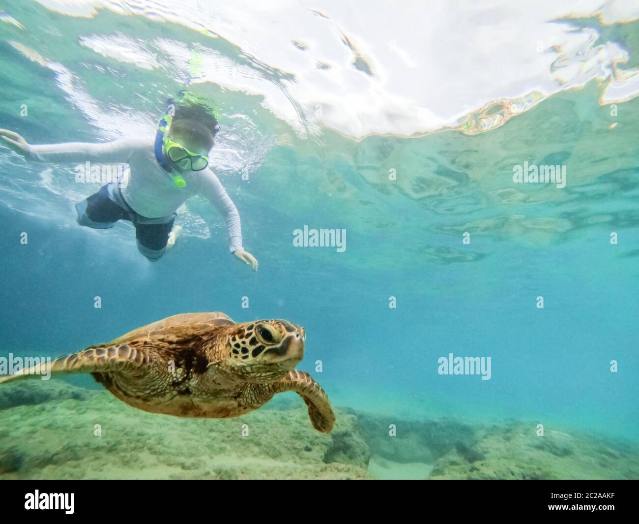 Boy snorkeling in ocean watching green sea turtle swimming above coral ...