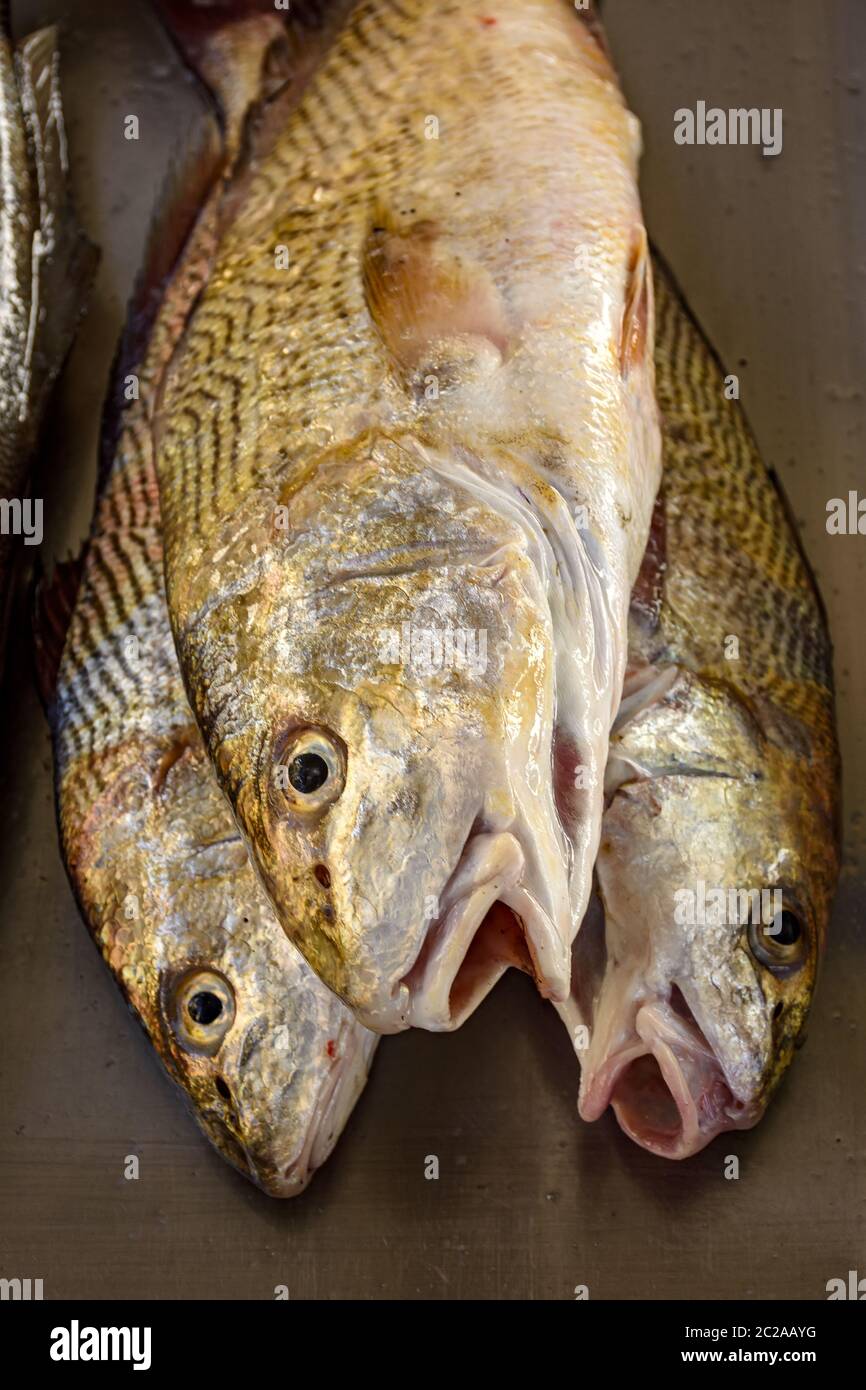 Fish display for sale hi-res stock photography and images - Alamy