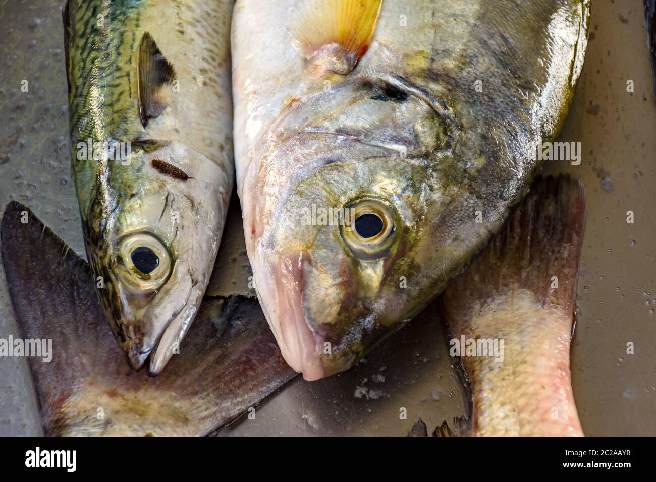 Fresh fish for sale Stock Photo - Alamy