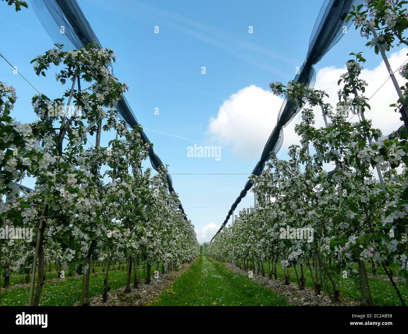 Apple trees in bloom hi-res stock photography and images - Alamy