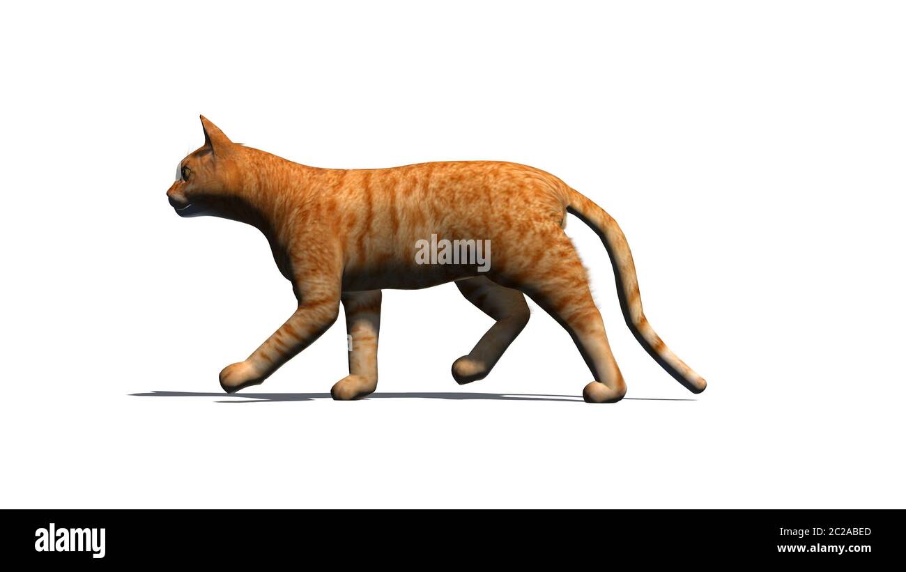 Cat with shadow on the floor - isolated on white background - 3D ...