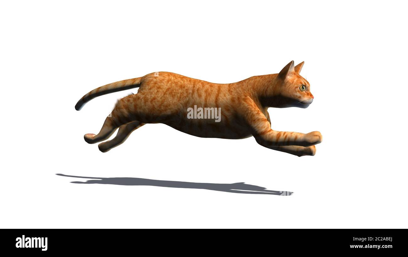 Running Cat Transparent Background