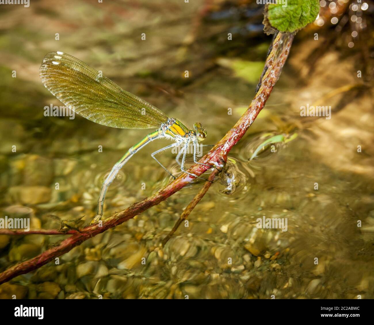 Dragonfly sits on a branch above the stream Stock Photo - Alamy