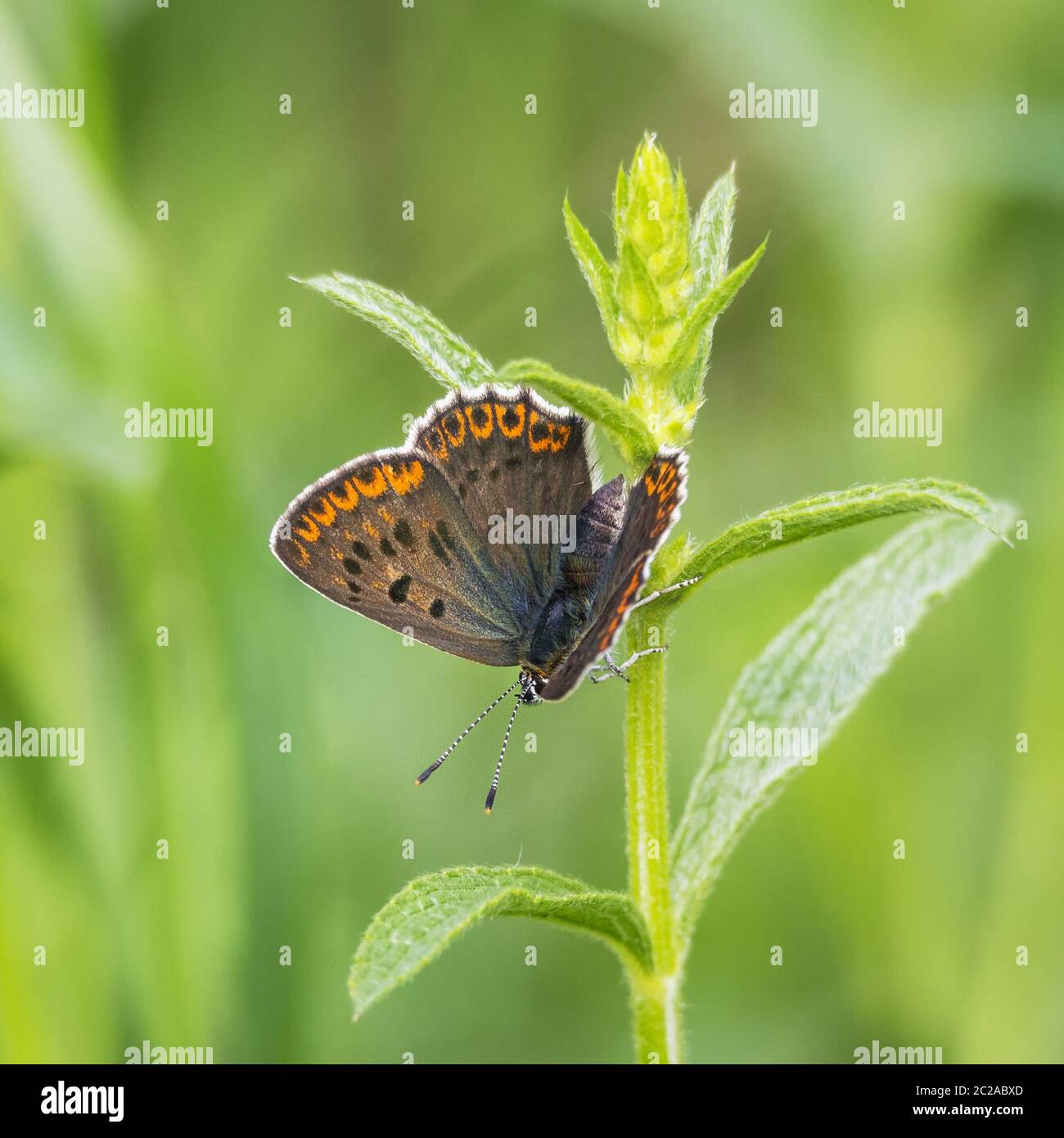 Butterfly orange braun on a plant Stock Photo - Alamy