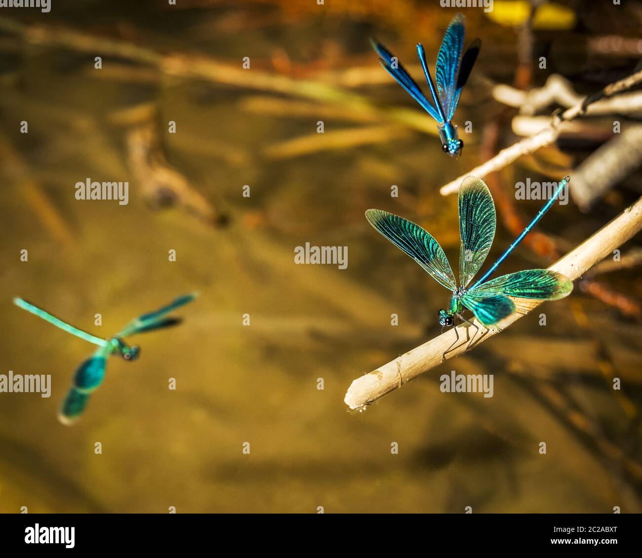Dragonfly in a fight with others Stock Photo - Alamy