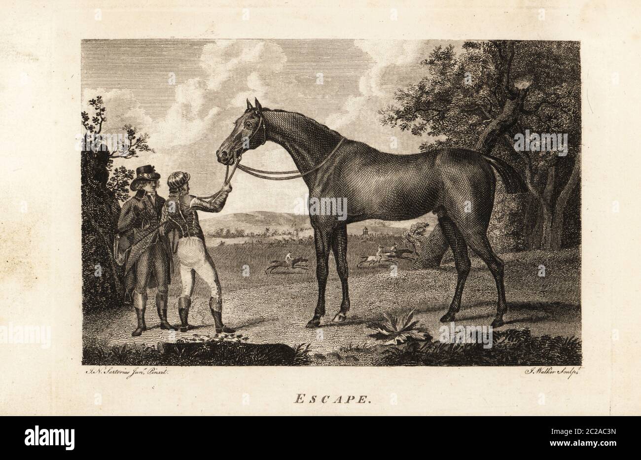 Portrait of the celebrated thoroughbred racer Escape with jockey and ...