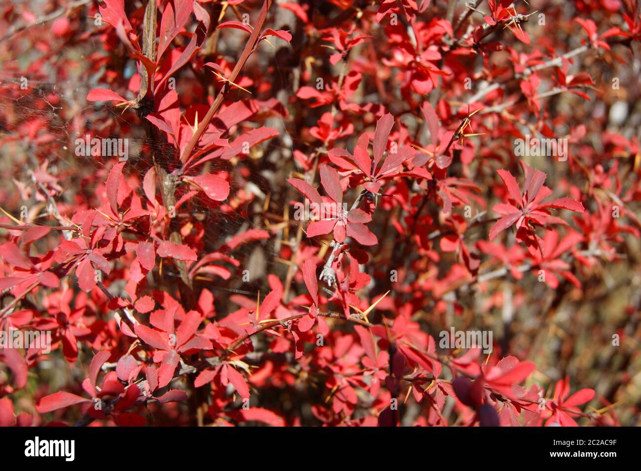 Background from bright and red foliage of the shrubbery barberry autumn ...