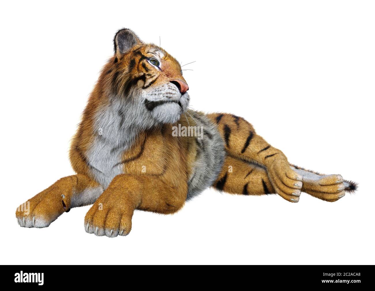 3D rendering of a big cat tiger isolated on white background Stock ...