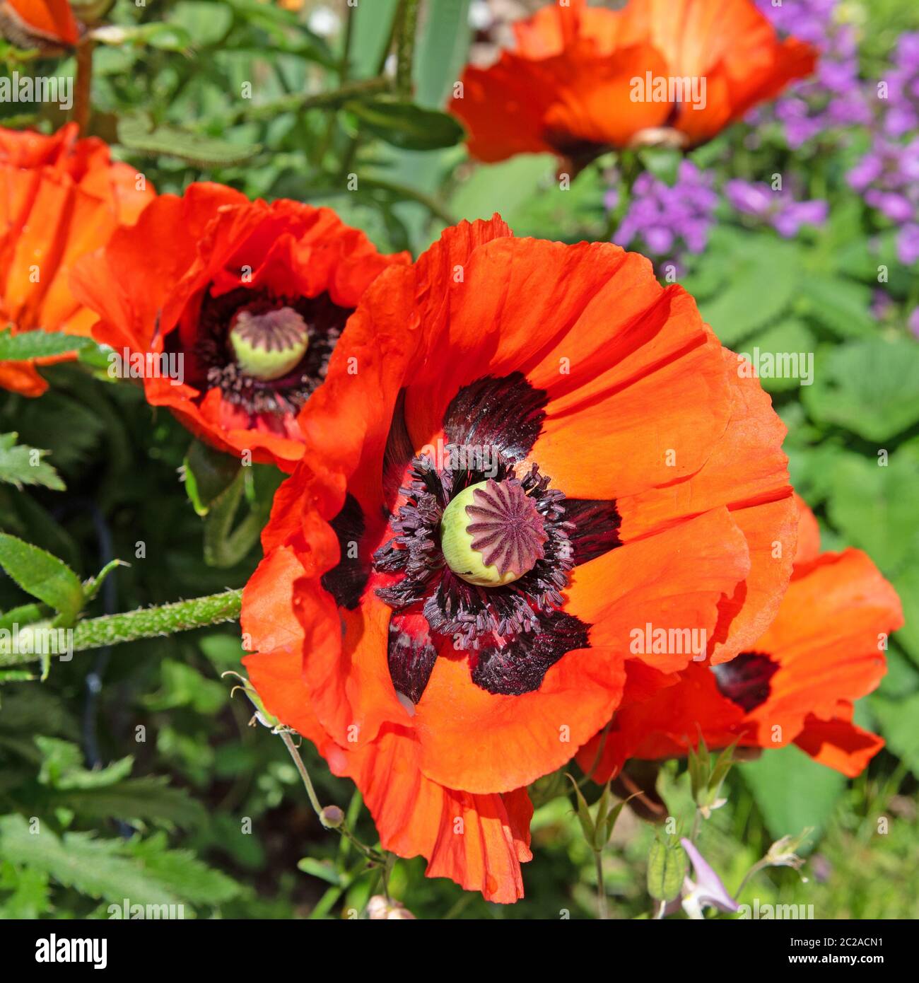 Turk poppy hi-res stock photography and images - Alamy