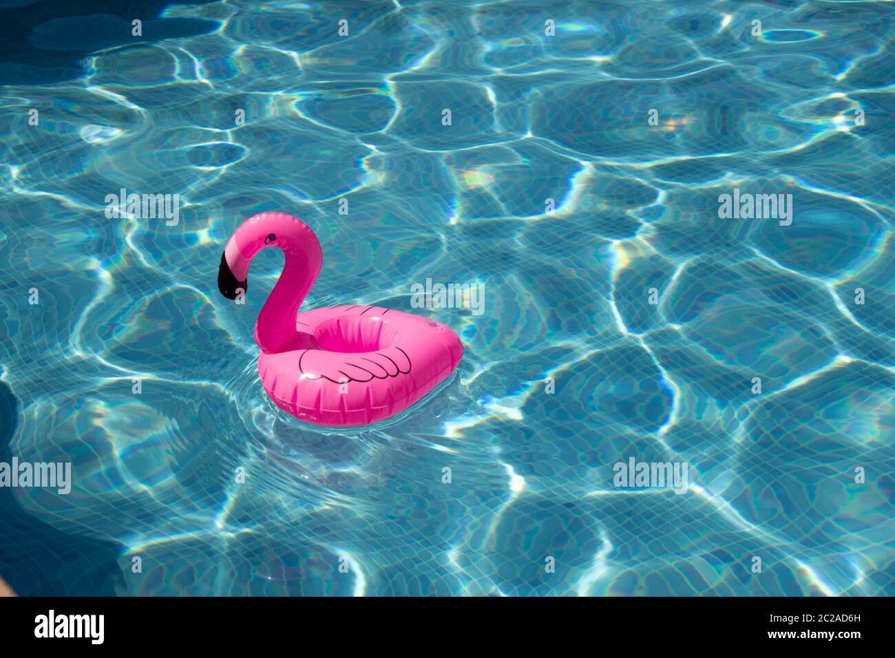 PINK FLAMINGO IN A SWIMMING POOL Stock Photo - Alamy