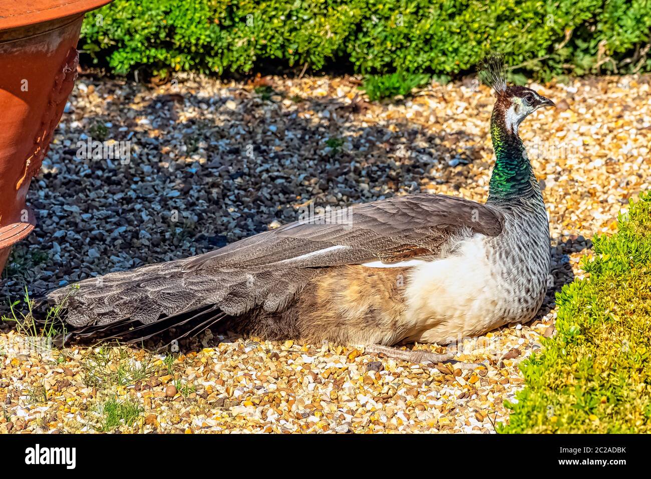 Peahen - female Indian or green peafowl in British Park - Warwick ...