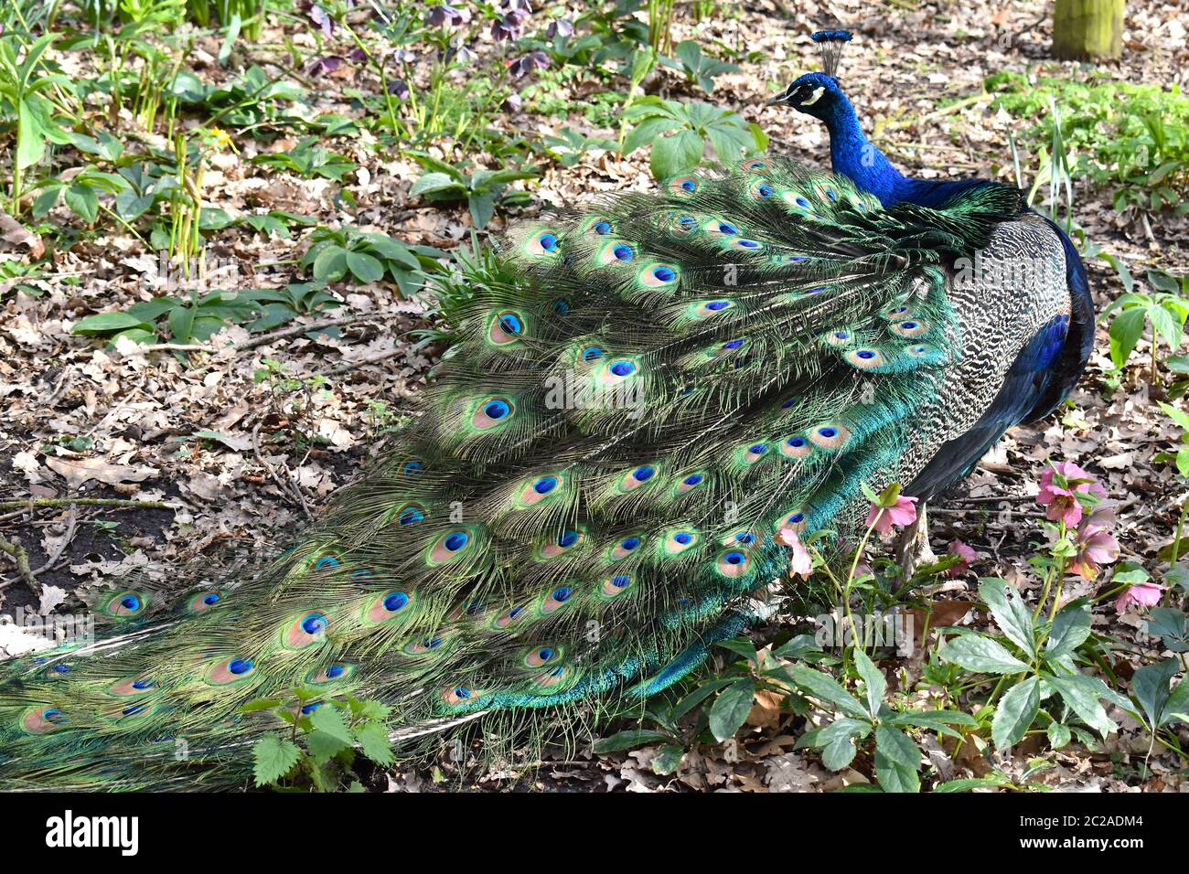 Peacock in London Its feathers spread out in a train 60 percent of the ...