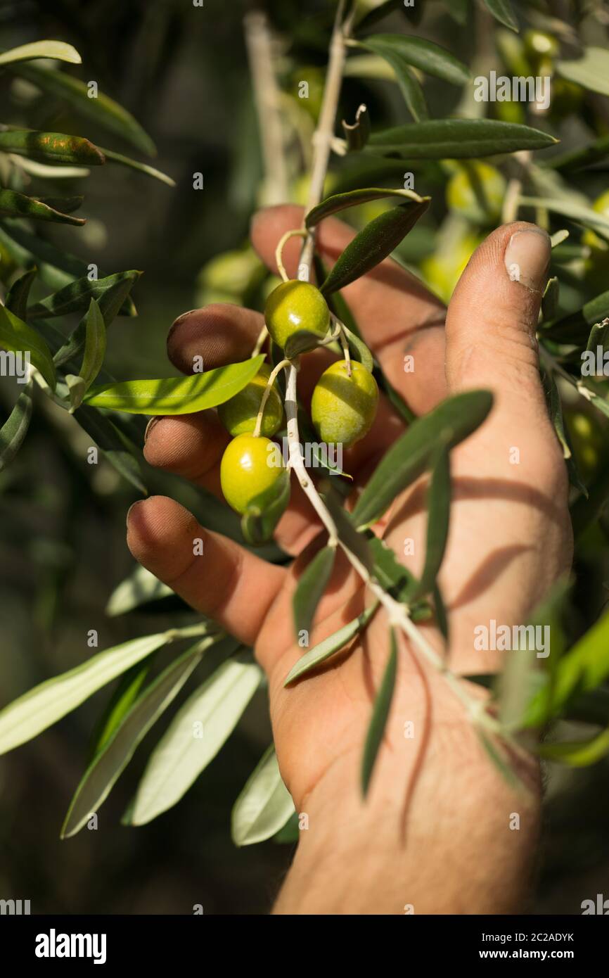 Green olives harvest in Apulia region Stock Photo - Alamy