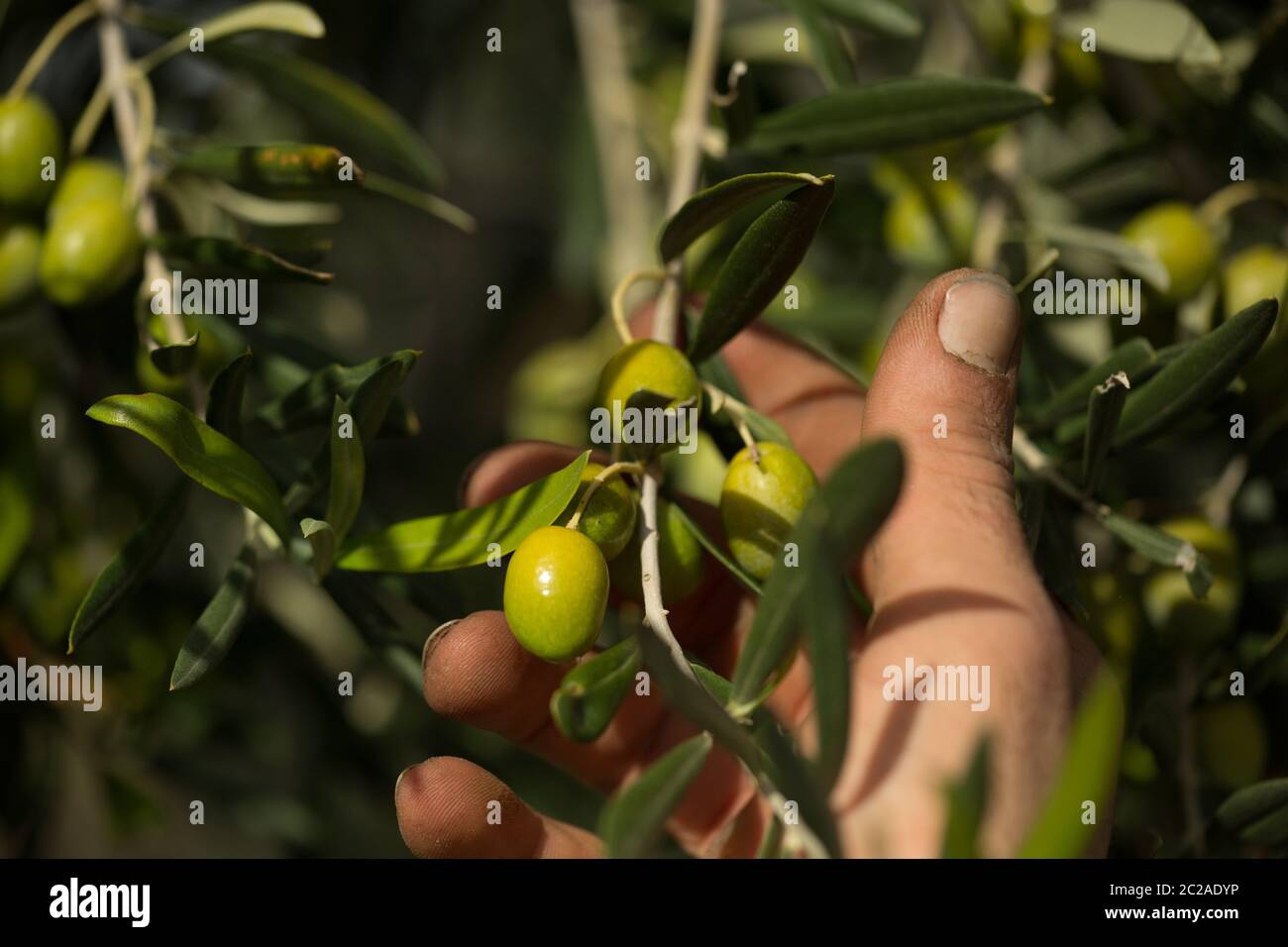 Olives in the hands hi-res stock photography and images - Alamy