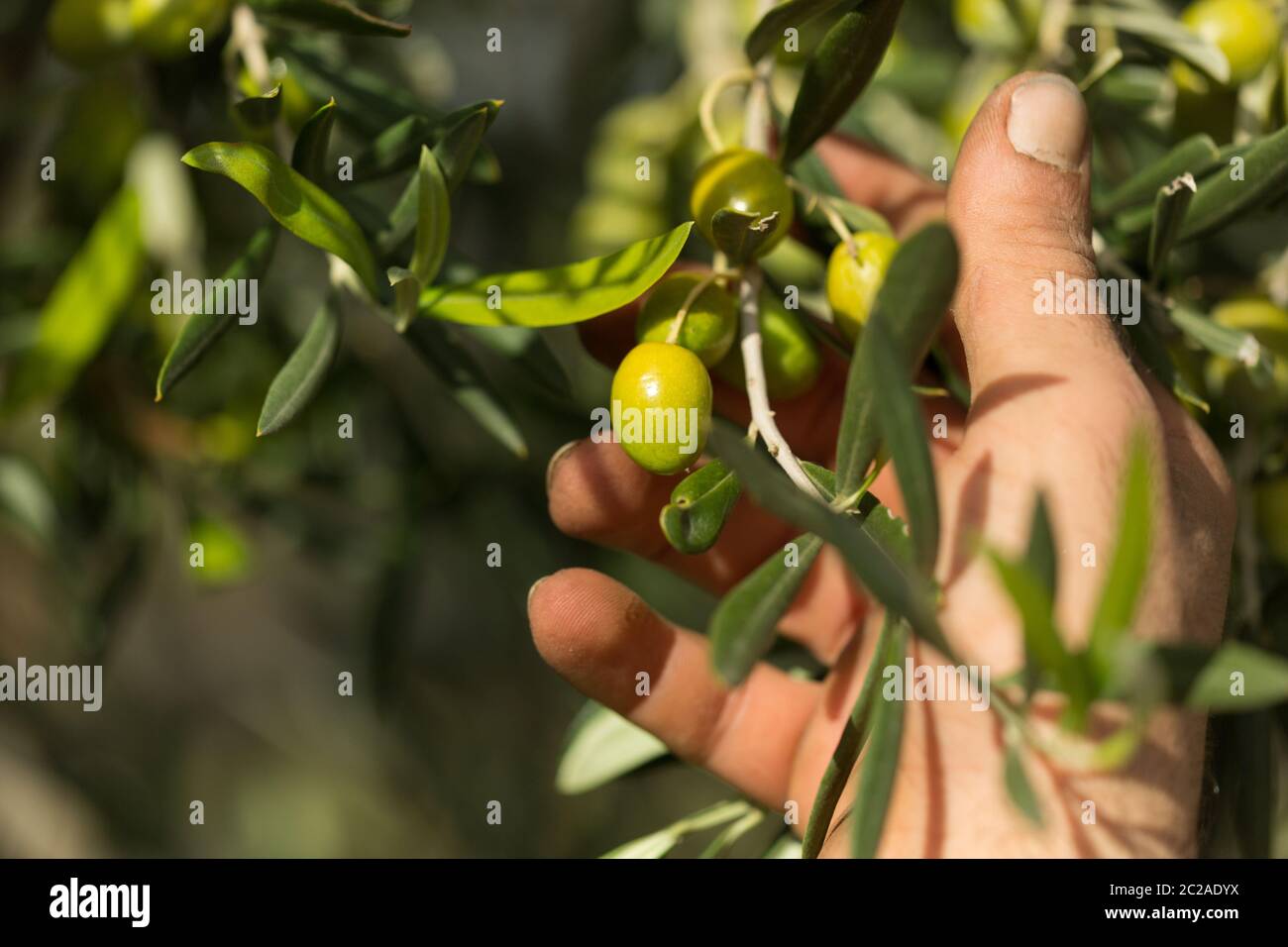 Green olives harvest in Apulia region Stock Photo - Alamy
