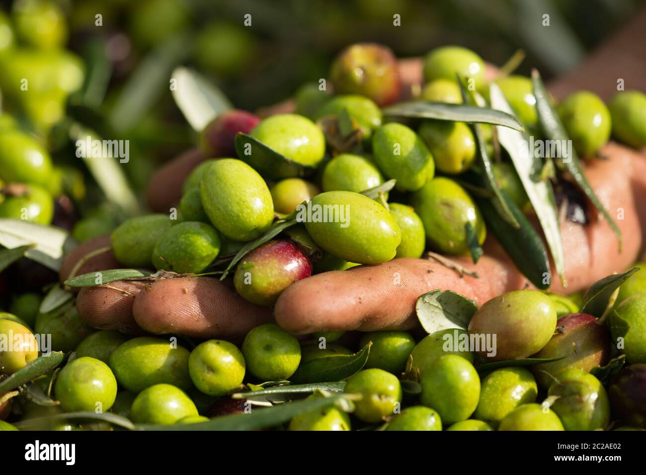 Cold harvesting hi-res stock photography and images - Alamy