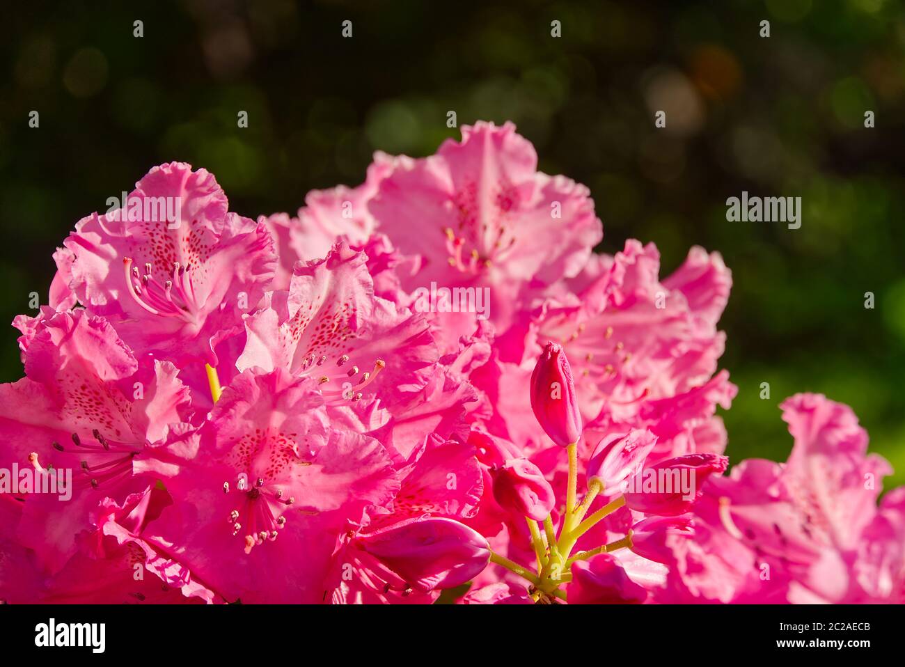 Shrubs Pink Rhododendron Shrub High Resolution Stock Photography and ...