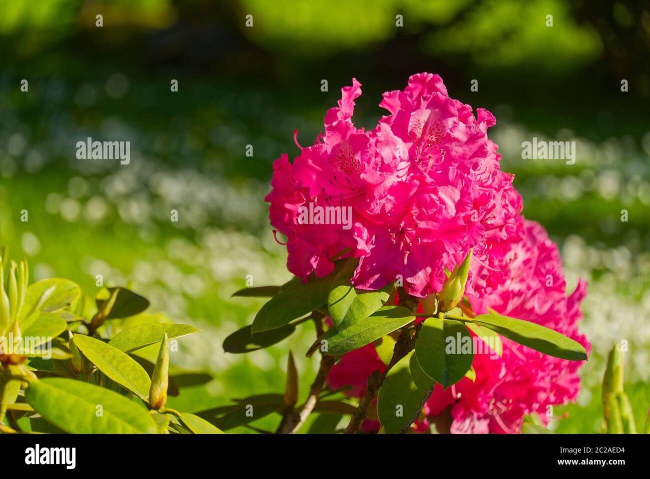 Shrubs Pink Rhododendron Shrub High Resolution Stock Photography and ...