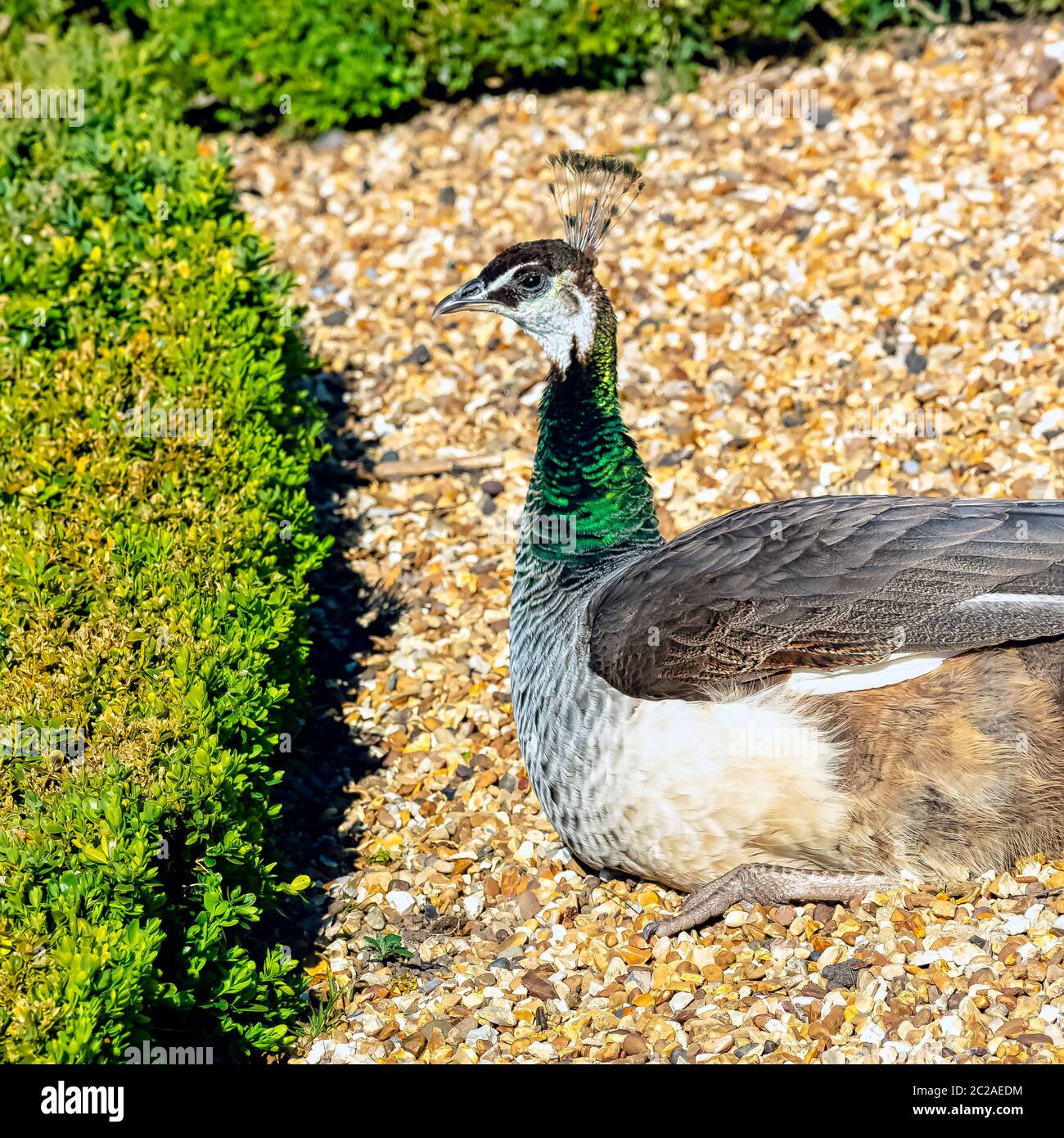 Green peafowl hi-res stock photography and images - Alamy