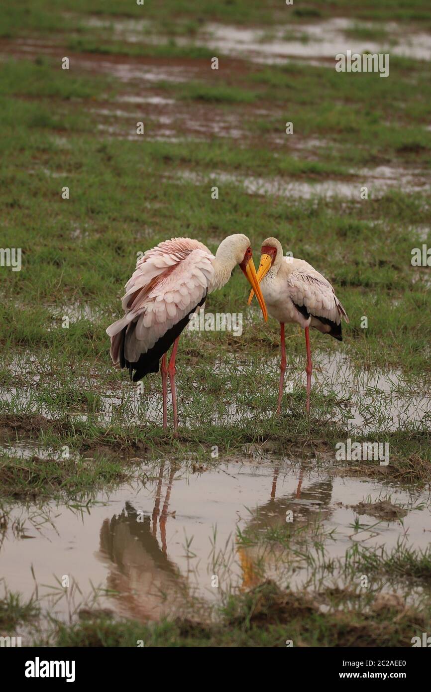Two yellow-billed storks look at each other Stock Photo - Alamy