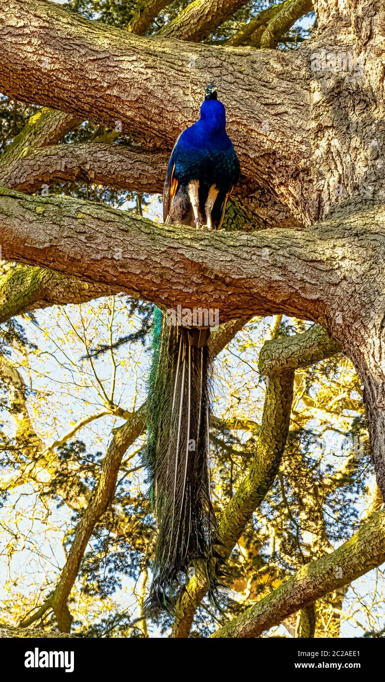 Peacock - male Indian or green peafowl on the tree in British Park ...