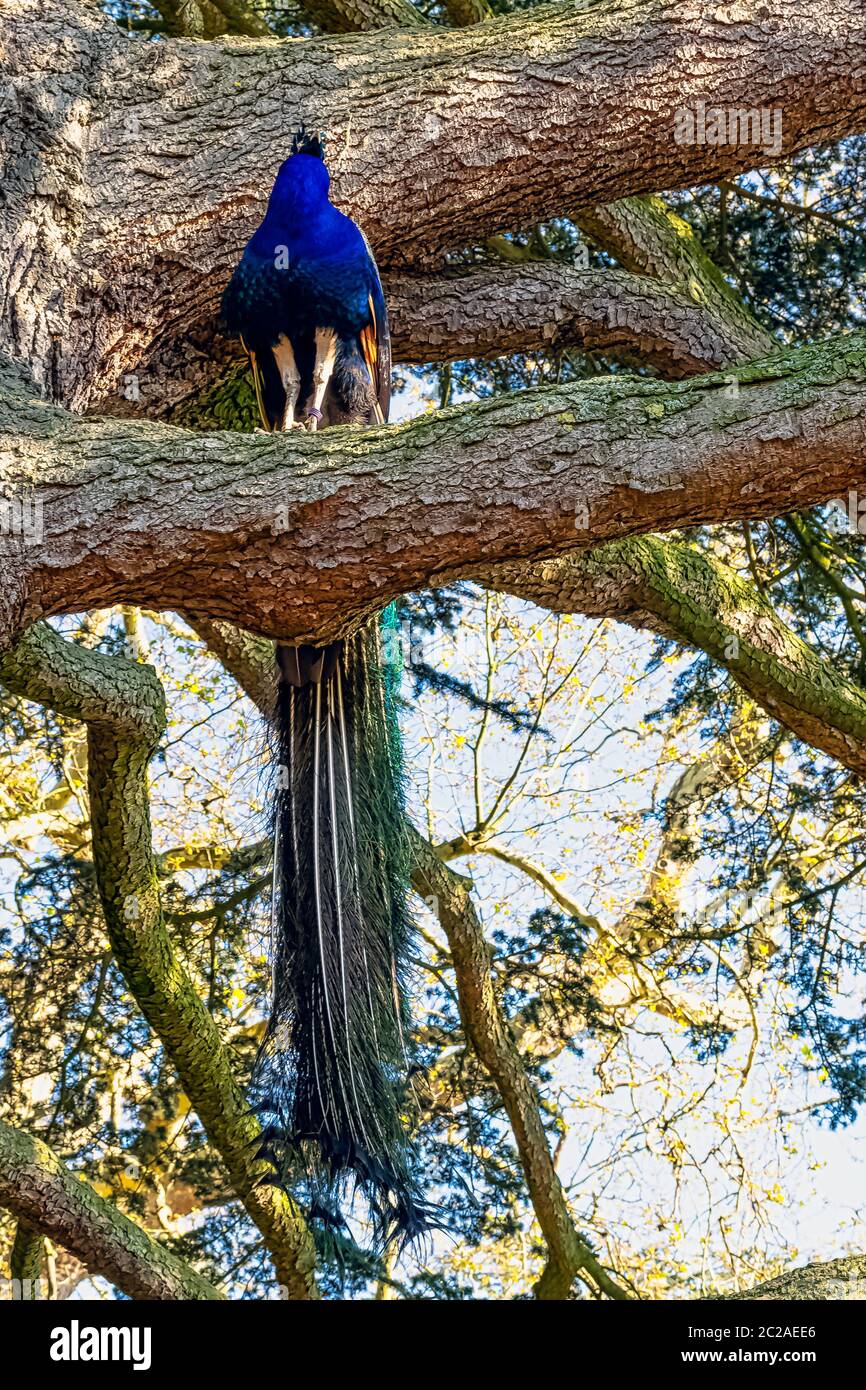 Peacock - male Indian or green peafowl on the tree in British Park ...