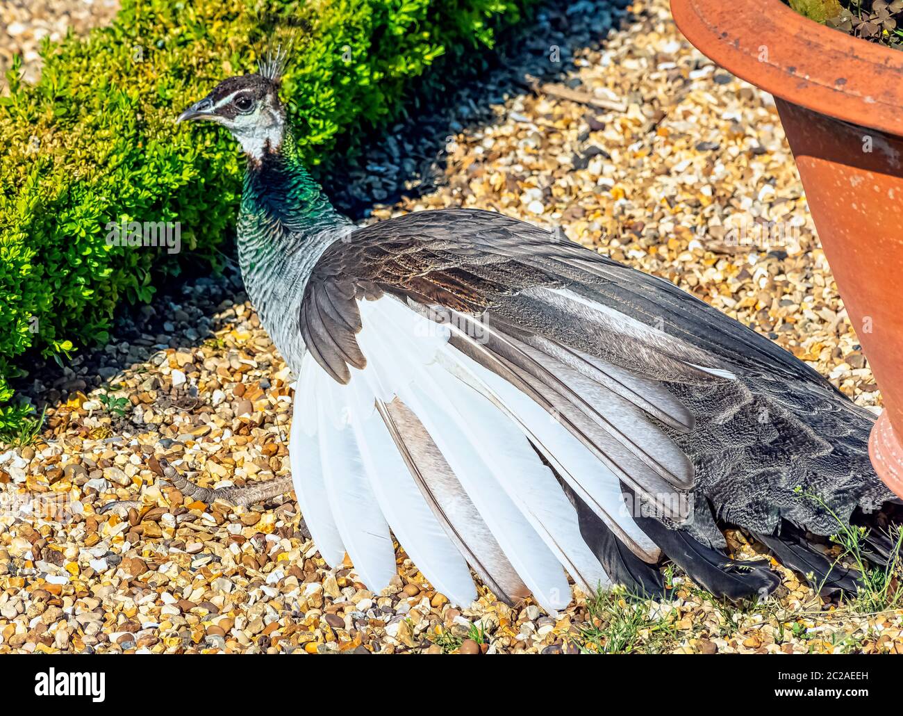 Peahen nature grass background hi-res stock photography and images - Alamy