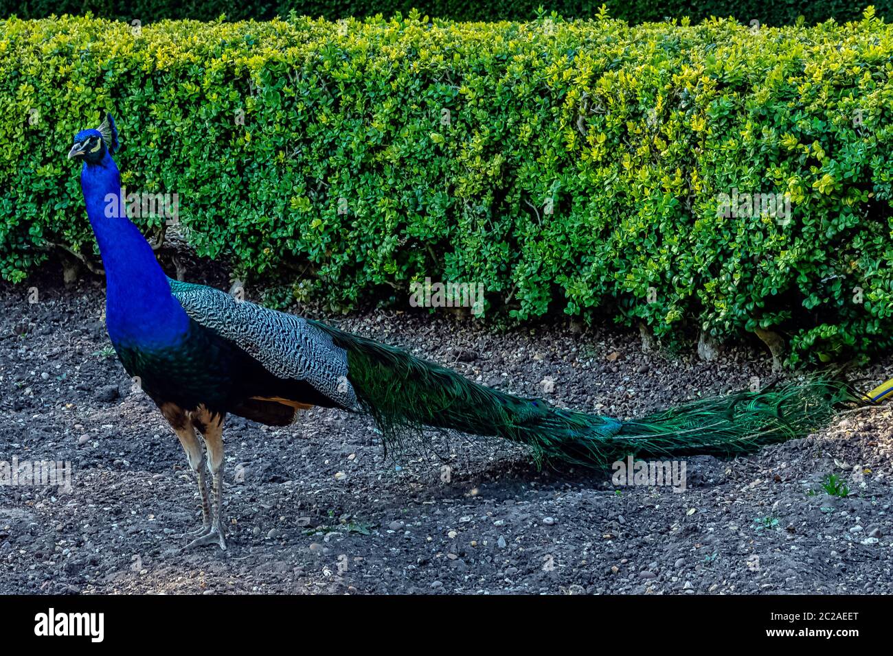 Indian male peafowl showing feather hi-res stock photography and images ...