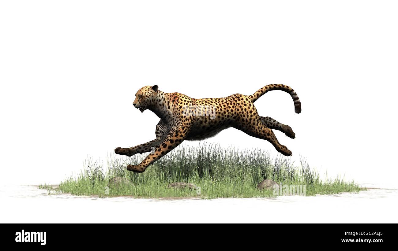 jumping cheetah on a grass area isolated on white background Stock ...