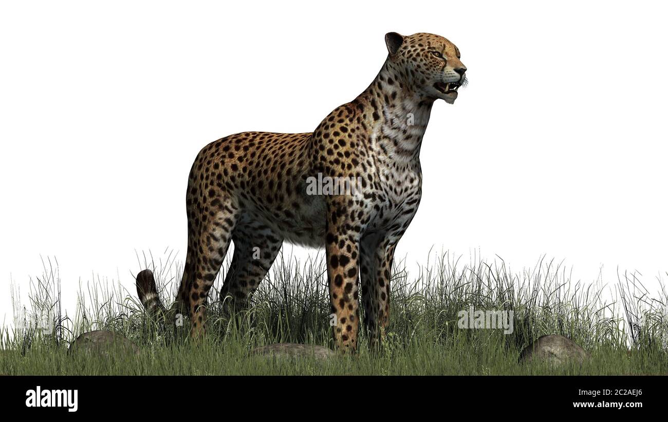 standing cheetah on a grass area in front on a white background Stock ...