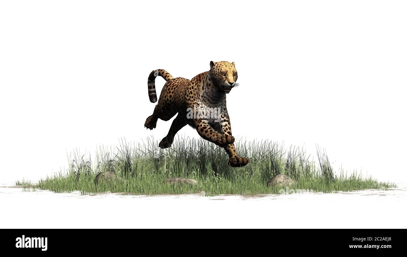 jumping cheetah on a grass area isolated on white background Stock ...
